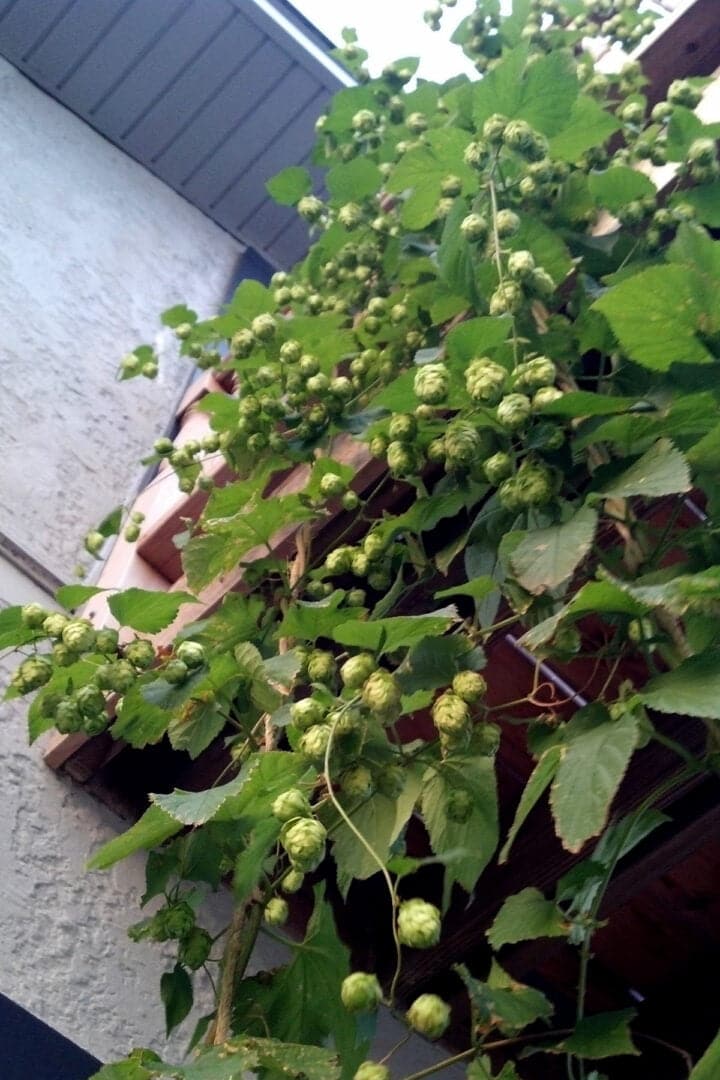 Hoppy IPA Pickles Recipe Recipe - Celebration Generation