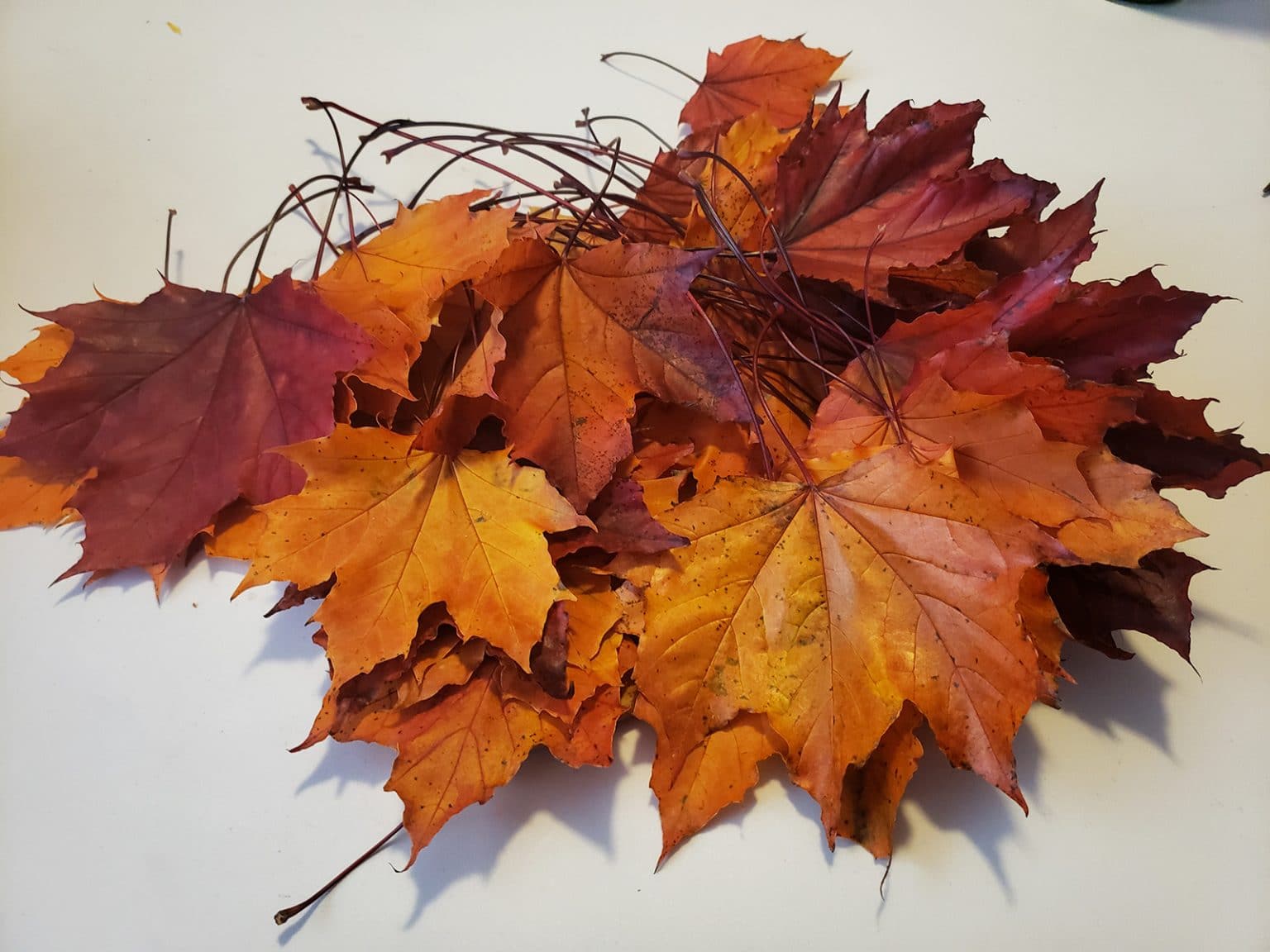 Maple Leaf Roses [A Craft for Fallen Leaves] - Celebration Generation