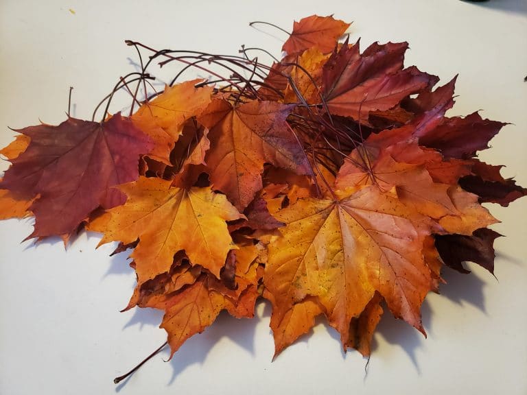 Maple Leaf Roses [A Craft for Fallen Leaves] - Celebration Generation