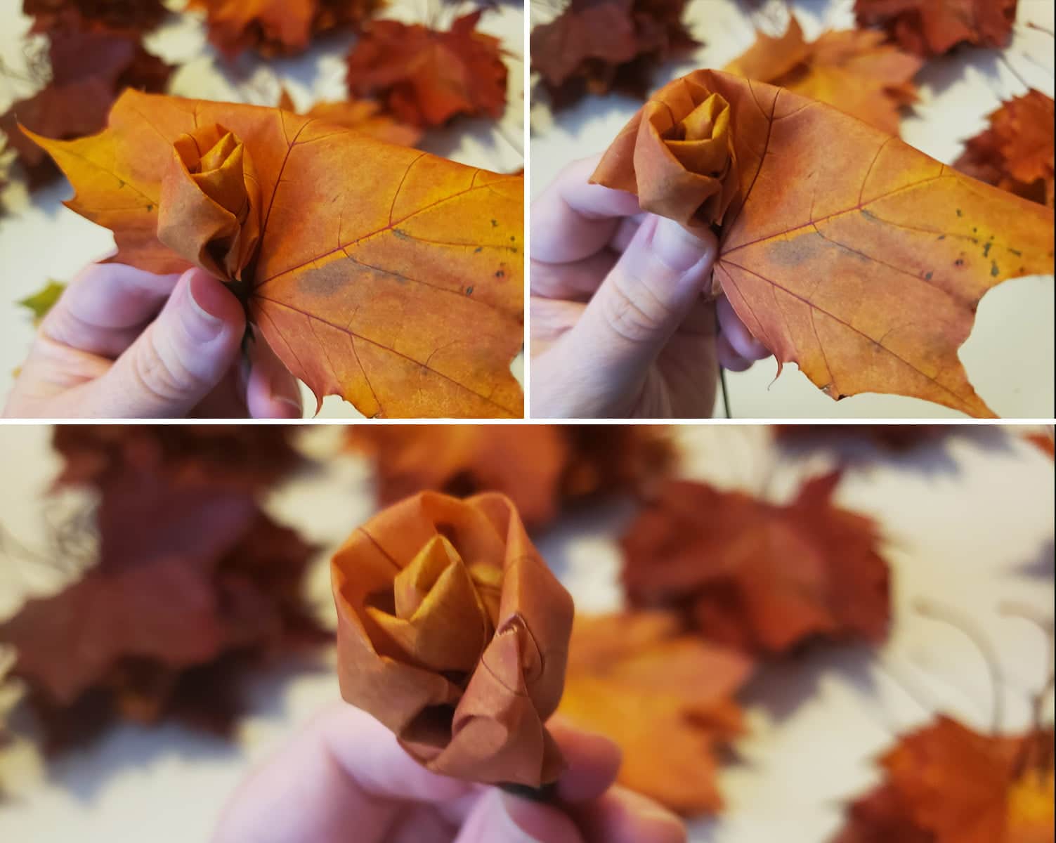 Maple Leaf Roses - Celebration Generation