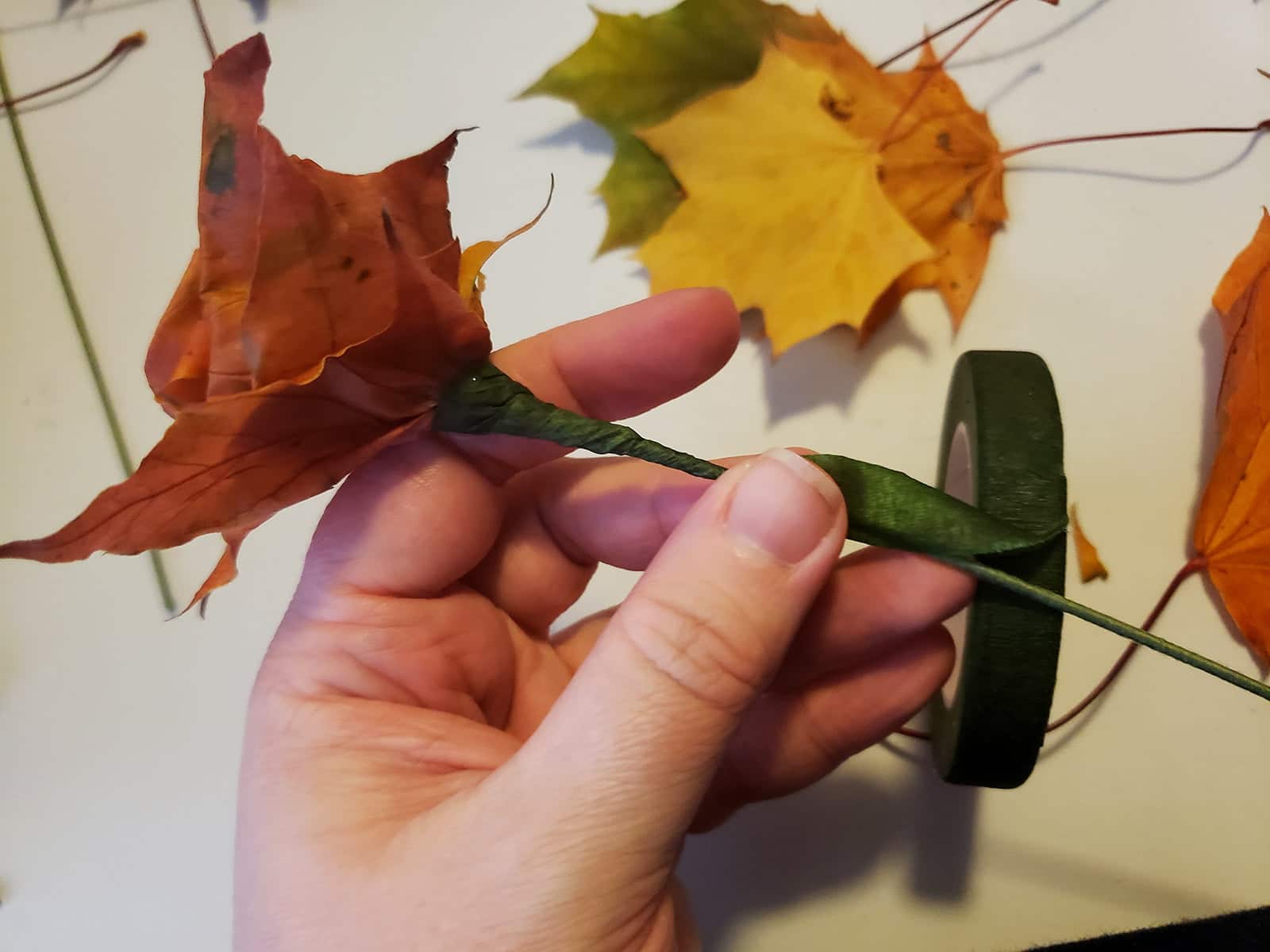 Maple Leaf Roses - Celebration Generation