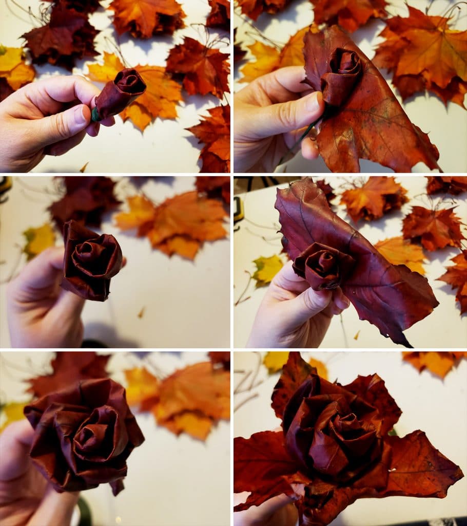 Maple Leaf Roses - Celebration Generation