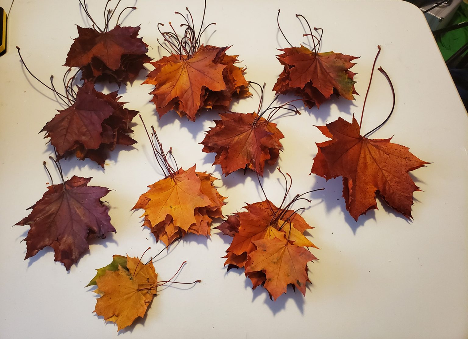 Maple Leaf Roses [A Craft for Fallen Leaves] - Celebration Generation