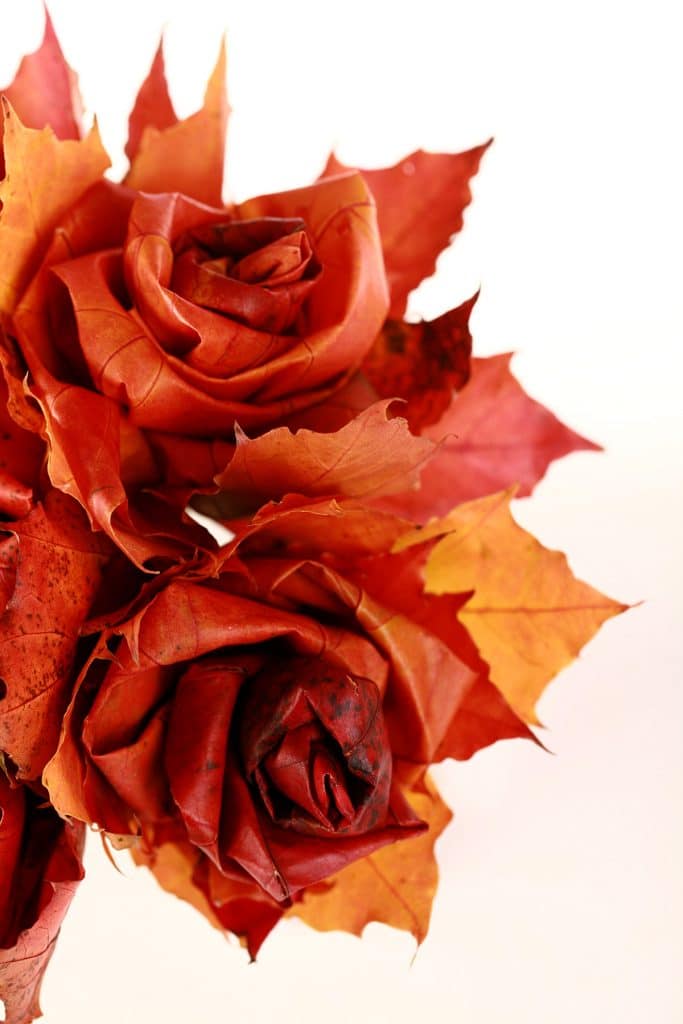Maple Leaf Roses [A Craft for Fallen Leaves] - Celebration Generation