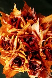 Maple Leaf Roses - Celebration Generation