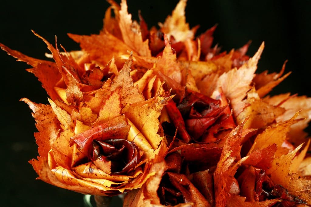 Maple Leaf Roses [A Craft for Fallen Leaves] - Celebration Generation
