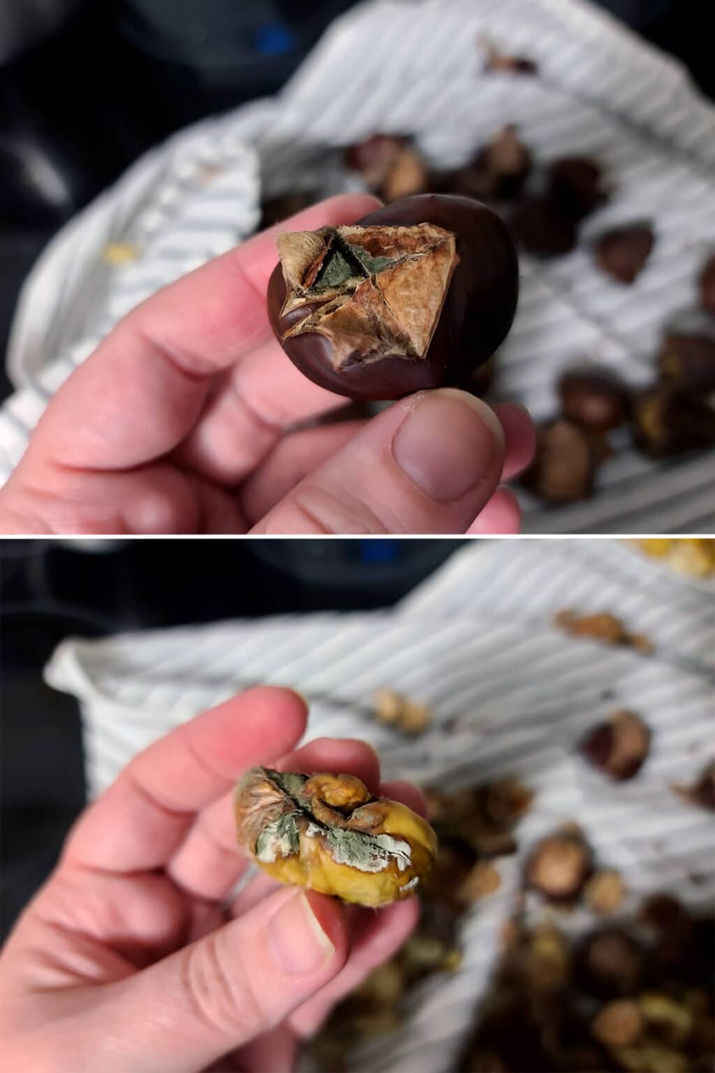 How to Roast Chestnuts [Oven Roasted] - Celebration Generation